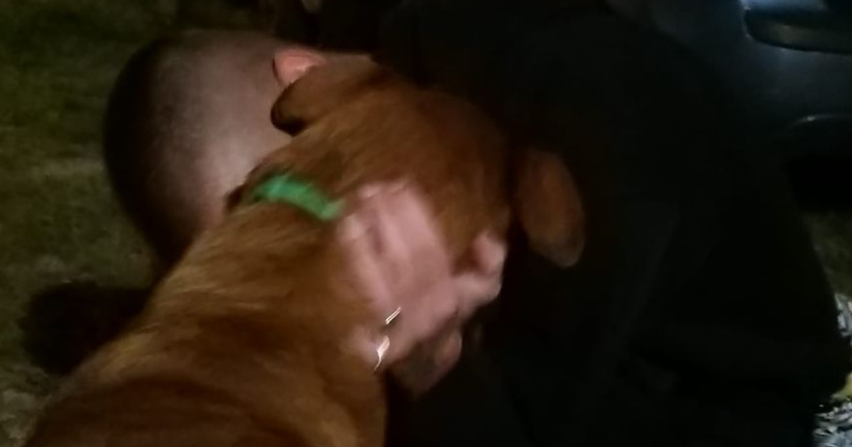 Arezzo, ritrovato il cane Maya scappato dopo incidente stradale: ha ...