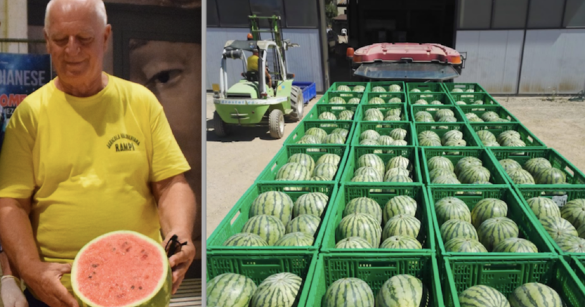 Coltiva cocomeri in un'area grande come 10 campi di calcio. Rampi parla ...