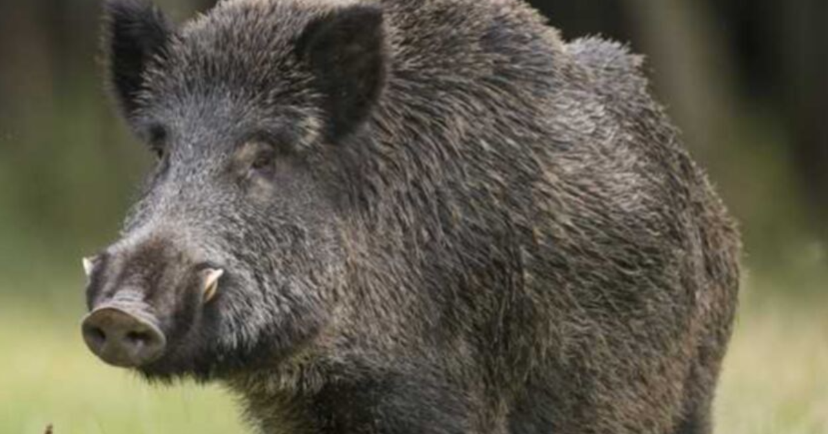 Arezzo, ferito a una gamba da un cinghiale nei boschi della Valdichiana, finisce al pronto ...