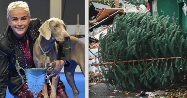 L'appello social di Silvia: "Gli alberi di Natale dopo le feste non ...