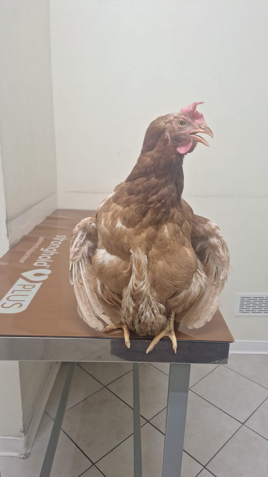 La gallina sta male, appello per salvarla. Raccolta fondi e vendita di ...